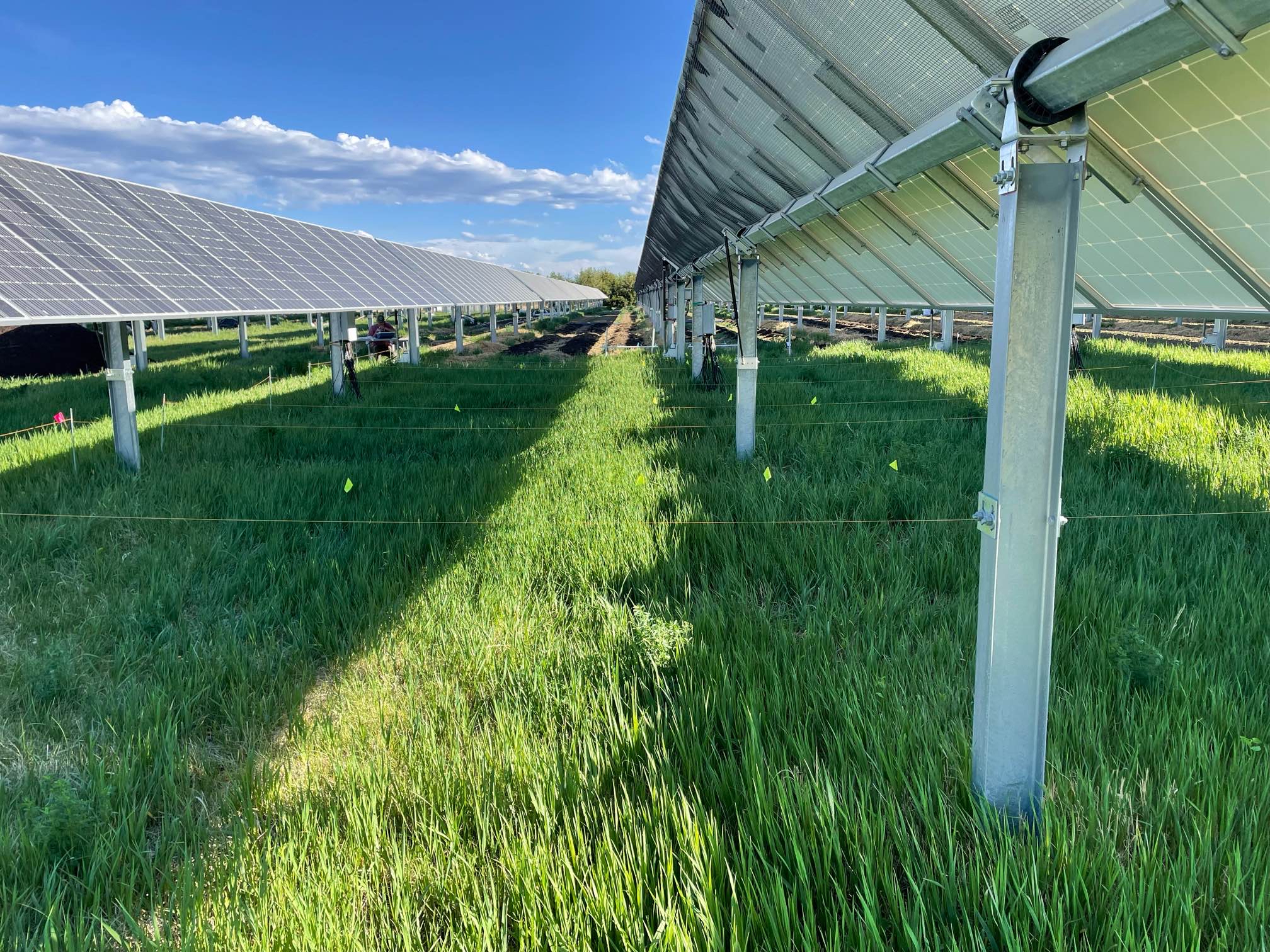 Agrovoltaicos podem aumentar a qualidade da forragem no semiárido – pv ...